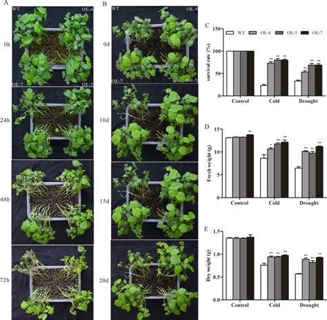 Phenotypic Analysis Of 20 Day Old Wt And Sikcor413pm1 Overexpressing