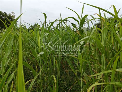 Csv 33mf Cofs33 Grass Seeds Srinivasa Agro Seeds