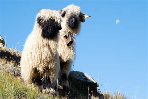 Big Fluffy Sheep Siblings Hopping Around Front Yard Together Have The