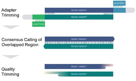 Mohammad Amin Shirazi On Linkedin Bioinformatics Sequencing Dataanalysis Genomics Trimming