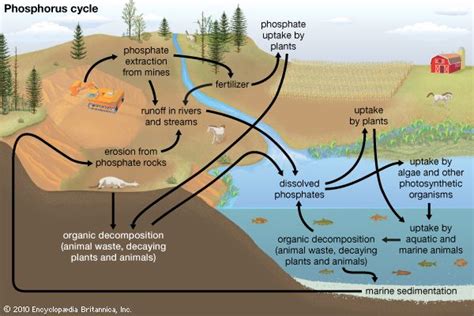 Biogeochemical Cycle Science
