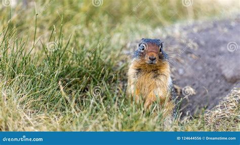 Small Gopher In The Wild Stands Puffing Out Its Cheeks Stock Image