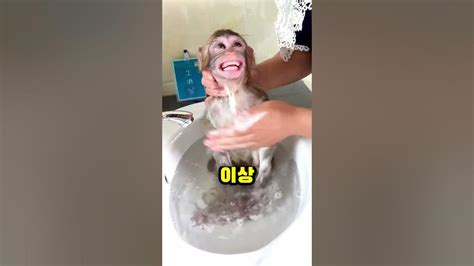 그는 위험에 처한 원숭이를 보고 구하려고 했어 🥹 Youtube