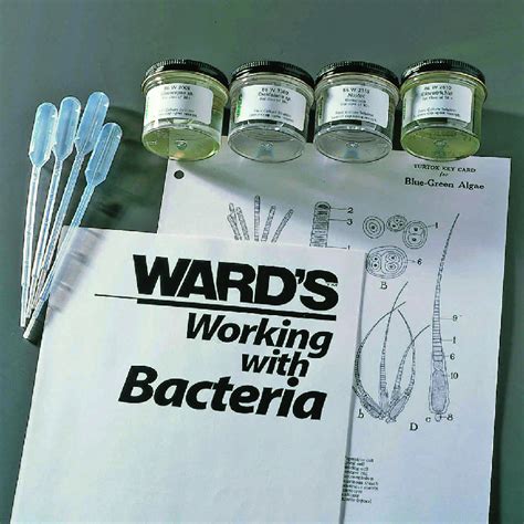 Cyanobacteria Morphology Set Bacteria Living Material