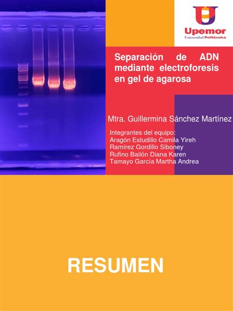 Reporte 3 Electroforesis Download Free Pdf Adn Electroforesis