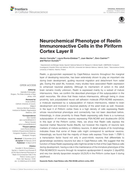 Pdf Neurochemical Phenotype Of Reelin Immunoreactive Cells In The