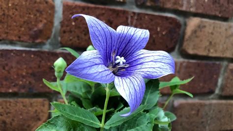 花キキョウの育て方植え付け YouTube