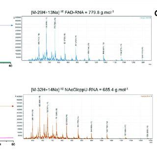 A HPLC Chromatogram And MS Spectrogram Issued From LC MS Analyses On Download Scientific