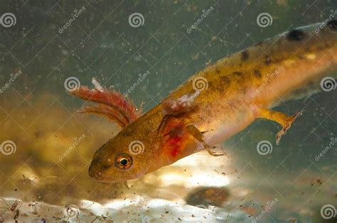 Newt Larvae With Gills In Water Amphibian Larvae Stock Image Image