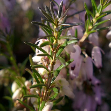 Ericaceae