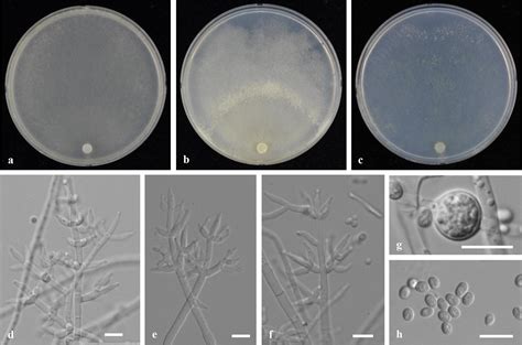 Trichoderma Pinicola Faces Of Fungi