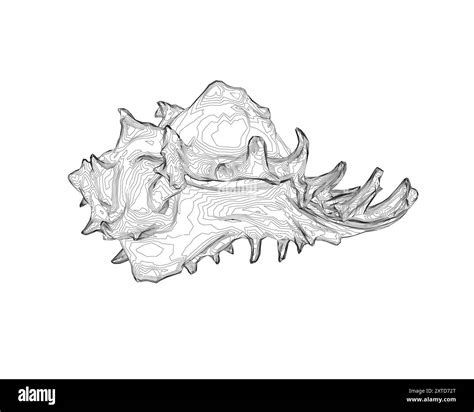 Outline Spiral Conch Sea Shell Sketch Style Vector Illustration