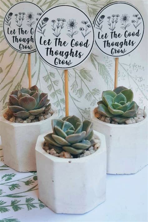 Succulent T In Mini Octagonal Pot Succulent Appreciation T
