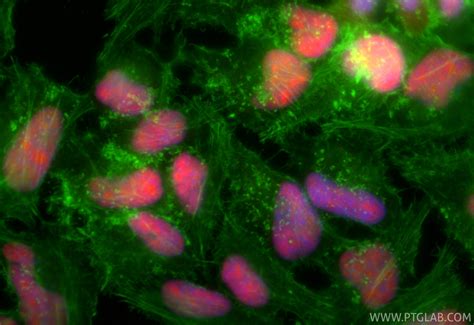 Fen1 Antibody Cl594 84916 5 Proteintech