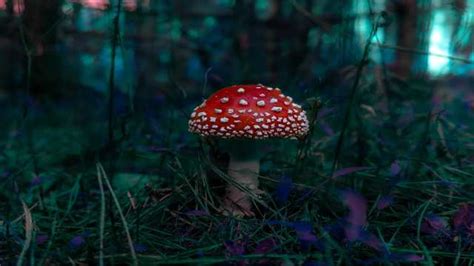 Important Examples Of Trigonometry Mathematics Satyam