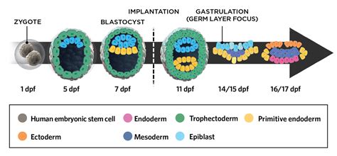 Stem Cell Based Embryo Models Add A Dimension To Developmental Biology The Scientist