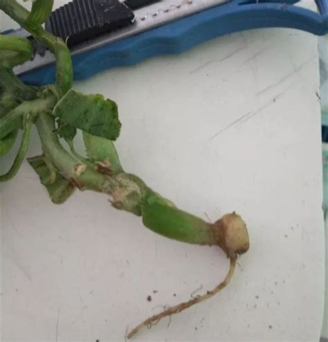 分分钟搞清楚！甜瓜根部肿大，是根结线虫病还是根肿病 搜狐大视野 搜狐新闻