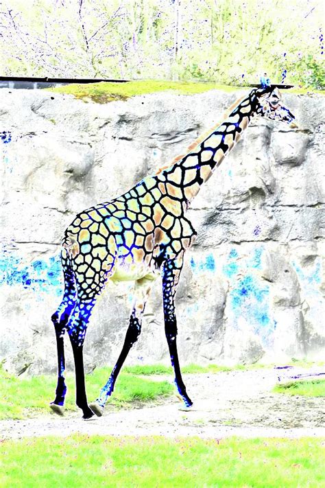 Stained Glass Giraffe Digital Art By Keri Epperson Photography Pixels
