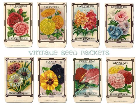 Flower Seed Clipart