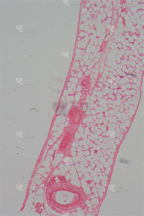 血管，动脉和静脉的显微照片