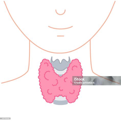 Healthy Thyroid Gland On Neck Silhouette Diagram Stockvectorkunst En