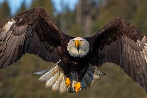 Bald Eagle Flying Wallpapers Top Free Bald Eagle Flying Backgrounds