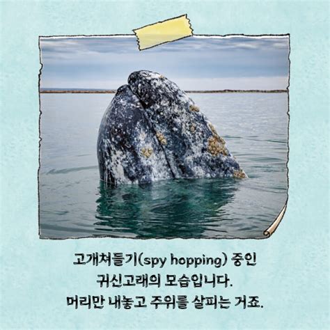 전자책 최재천의 동물대탐험 3 반가워 제돌아 예스24
