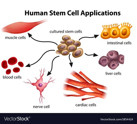 Human Stem Cell Applications Royalty Free Vector Image
