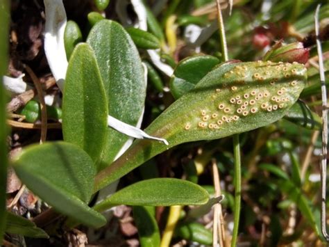 Uromyces Caricis Sempervirentis · Inaturalist