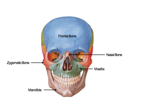 FACE SCALP EXAM 1 Flashcards Quizlet
