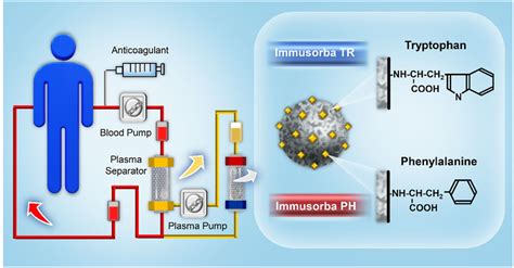 A Schematic Illustration Of Immunoadsorption Using Immusorba Tr And Download Scientific Diagram