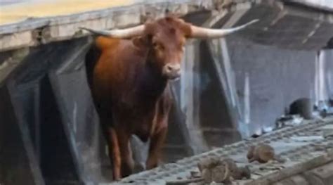 ثور يعرقل حركة القطارات في أميركا