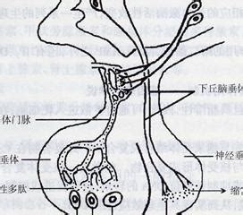 小儿抗利尿激素分泌异【多图】 39医疗图集 39健康网