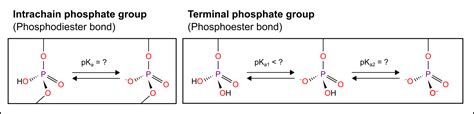 Whats The Pka Of The Phosphate Group In Dna And Rna Molecules