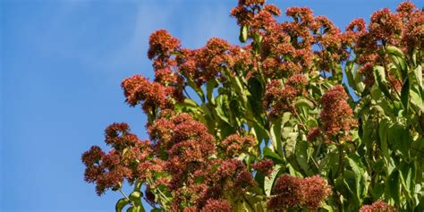 8 Trees With Peeling Bark You Should Know About GFL Outdoors