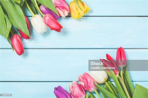 빈 공간이 있는 인사말 카드로 밝은 파란색 나무 배경에 화려한 봄 튤립 꽃 어머니의 날 또는 봄 개념입니다 0명에 대한 스톡 사진 및 기타 이미지 Istock