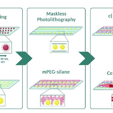 Preparation Of Micropatterned 1d Rgd Nanopatterned Surfaces Diagram Of