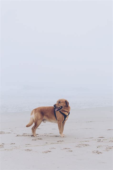 Sea Fog — Yellowish
