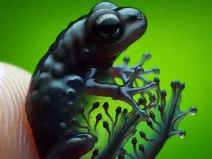 Tree Frog Metamorphosis Process A Guide