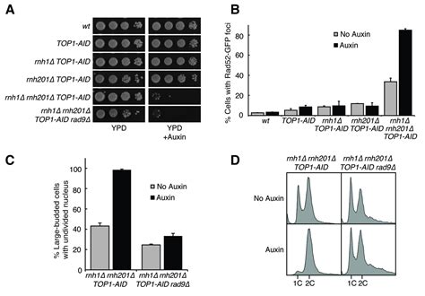 Rnase H Enables Efficient Repair Of R Loop Induced Dna Damage Elife Rnase H Enables Efficient Repair Of R Loop Induced Dna Damage Elife