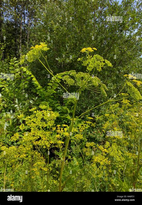 An Image Or Illustration Of Wild Parsnip A Plant Native To North America Known For Its