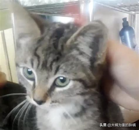 小貓躲避流浪狗追咬，又被浣熊追出草叢，幸遇女孩一直在等著抓它 每日頭條