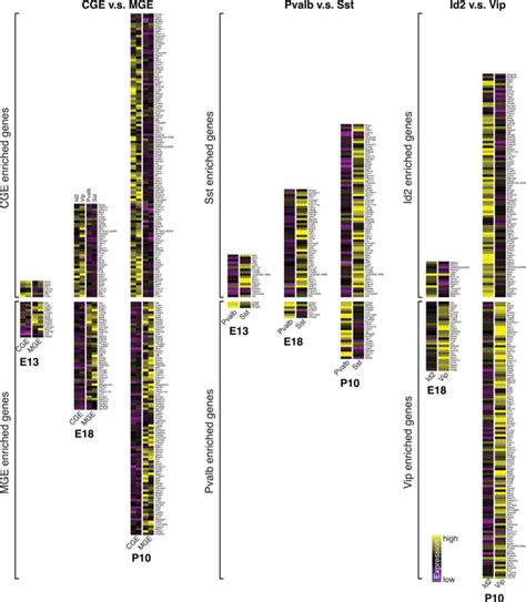 Developmental Diversification Of Cortical Inhibitory Interneurons Pmc