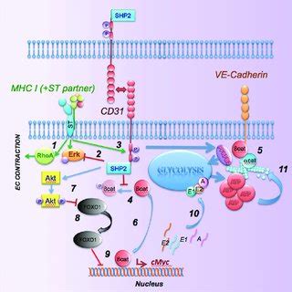 A Model For The Cd31 Induced Barrier Response Mhc Triggering Induces
