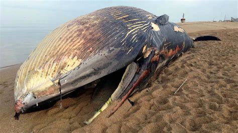 Why Do Dead Whales Explode The Verge
