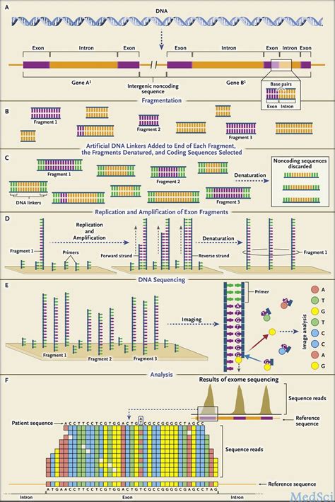 外显子 示意图 位置图 第2页 大山谷图库