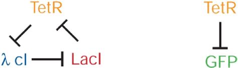 The Diagrams Show Sketches Of The Repressilator And The Reporter Download Scientific Diagram