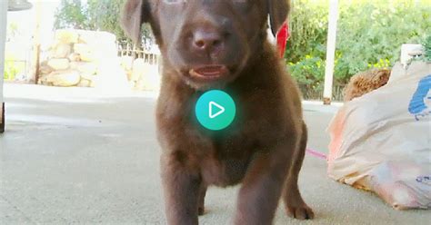 i would pick up and hold this pupper so heckin fast album on imgur