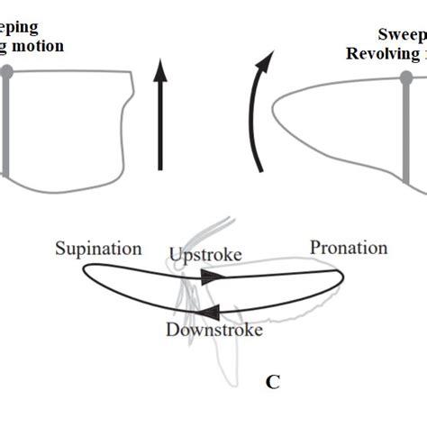 1 Primary Kinematics For The Sweeping Motion During The Flapping