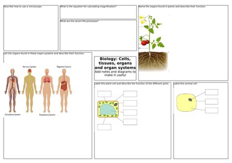 Cells And Organ Systems Ks3 Teaching Resources